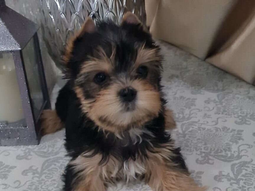 Мальчик йорк