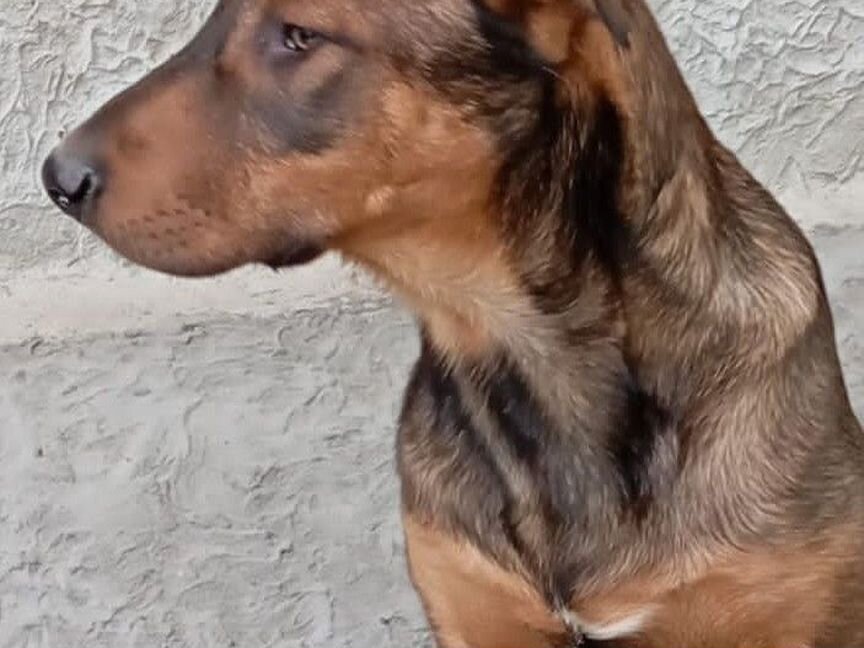 Собака в добрые руки щенок Чёки, 6 мес