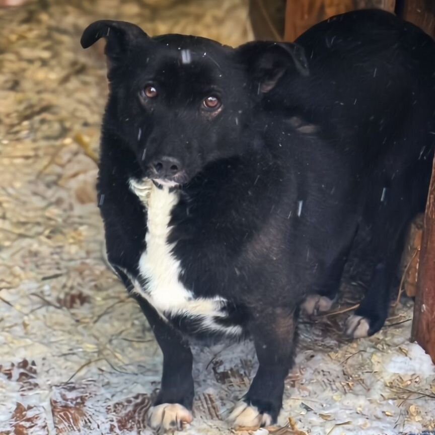 Взрослая собака в добрые руки