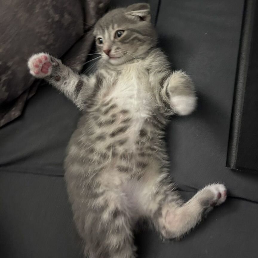 Котенок мальчик