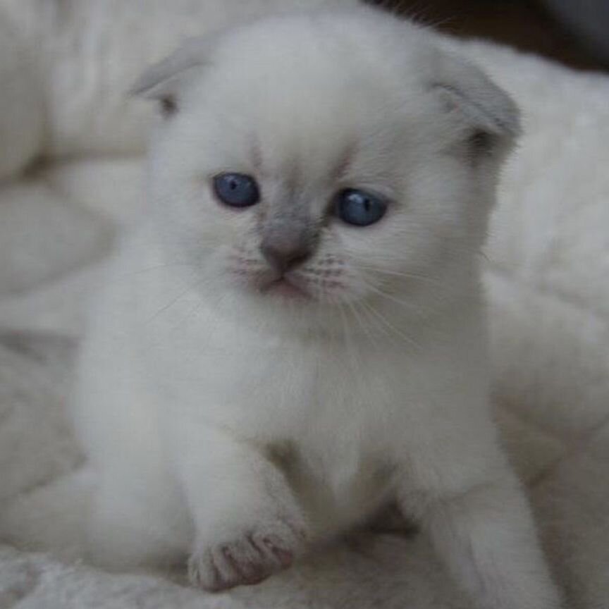 Шотландский вислоухий