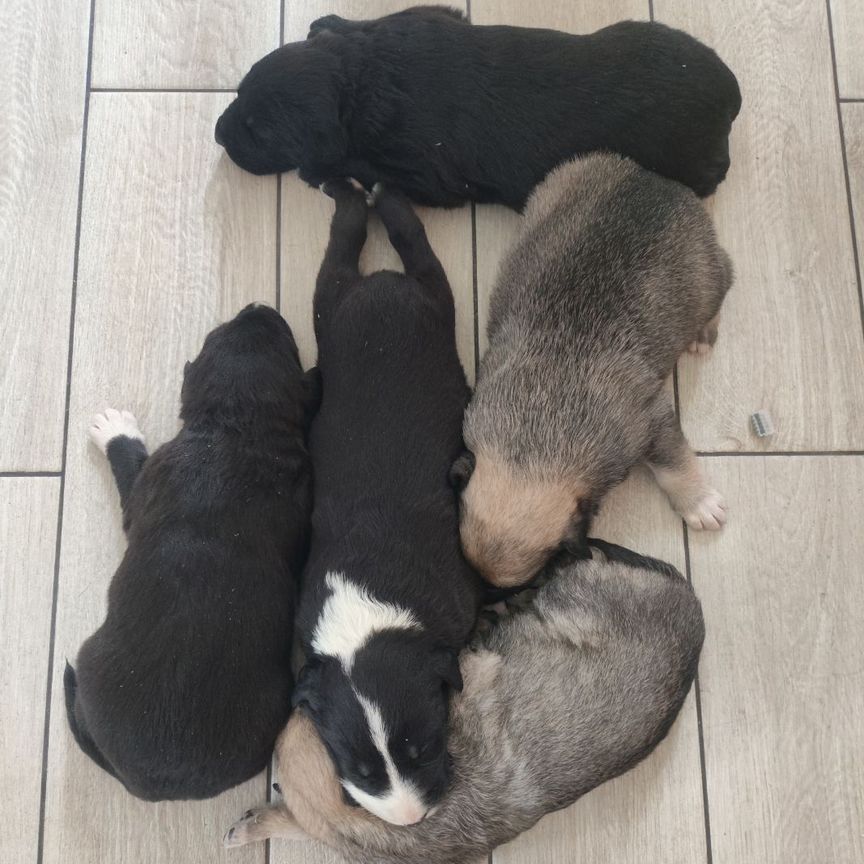 Щенок в добрые руки