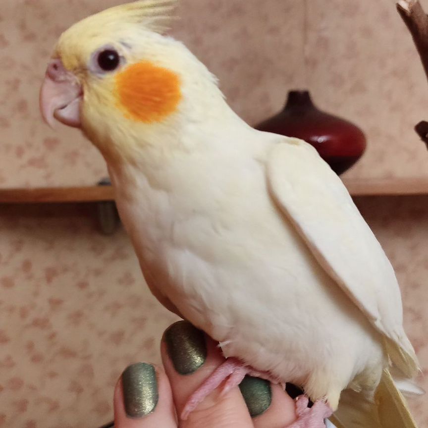 Попугай корелла ручной птенец