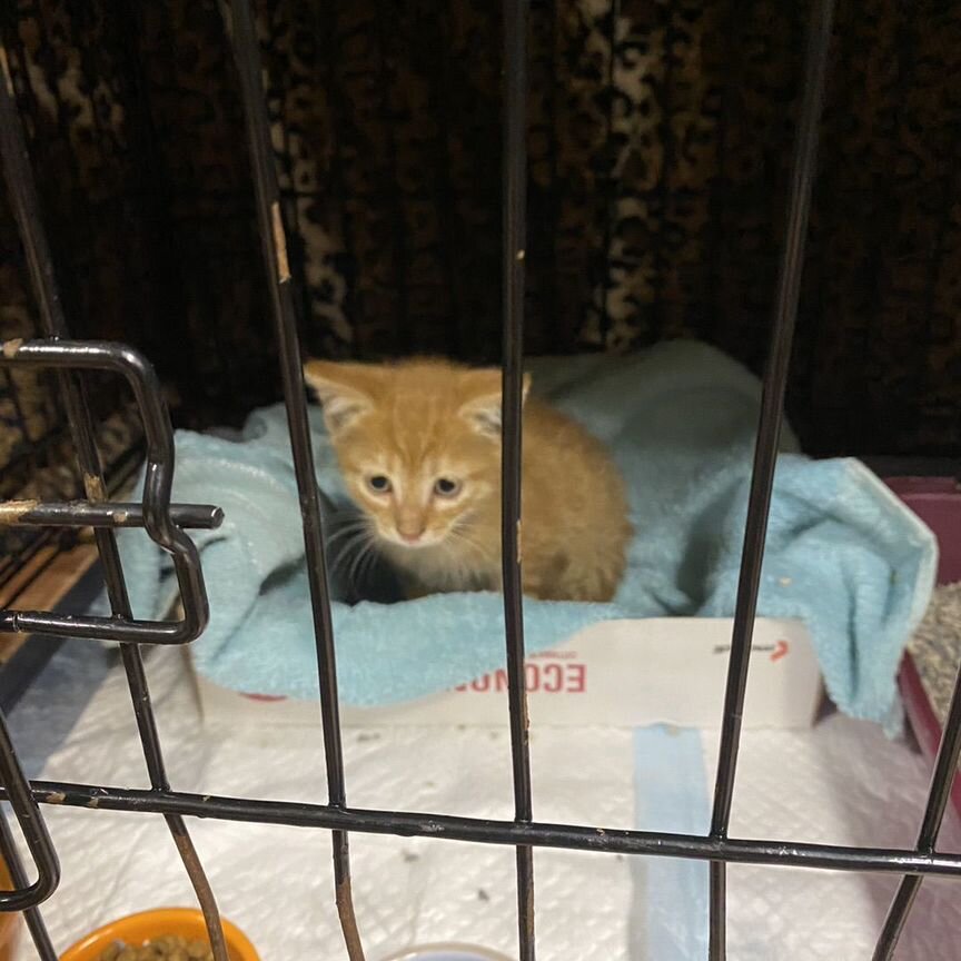 Котенок Мандарин