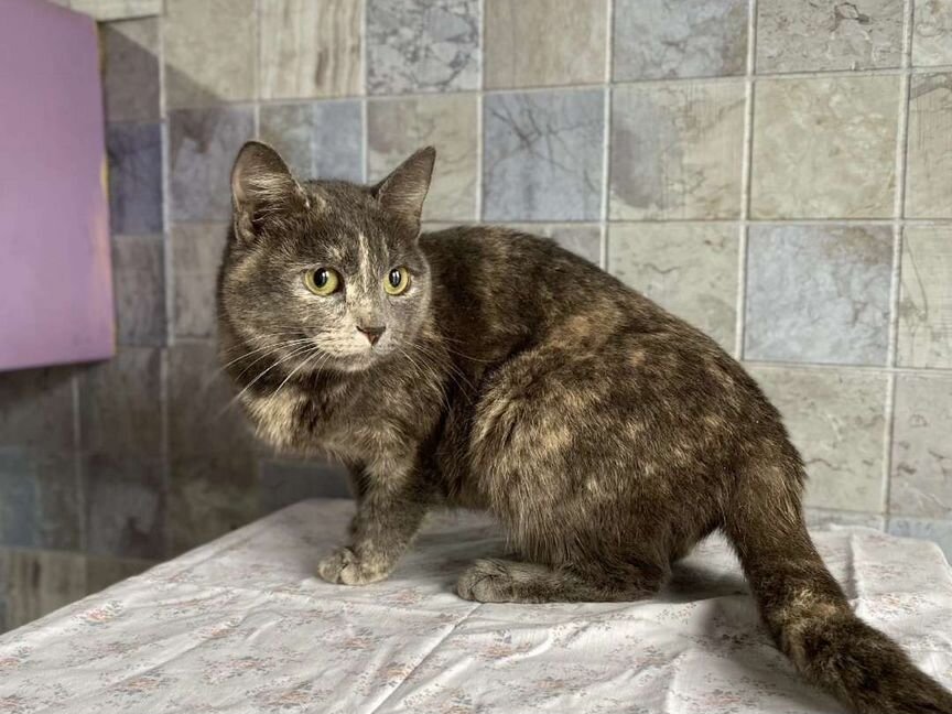 Кошка стерилизованная 1,5 года