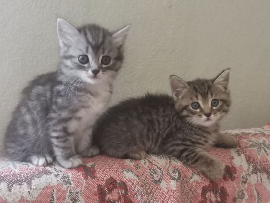 Котята в добрые руки бесплатно