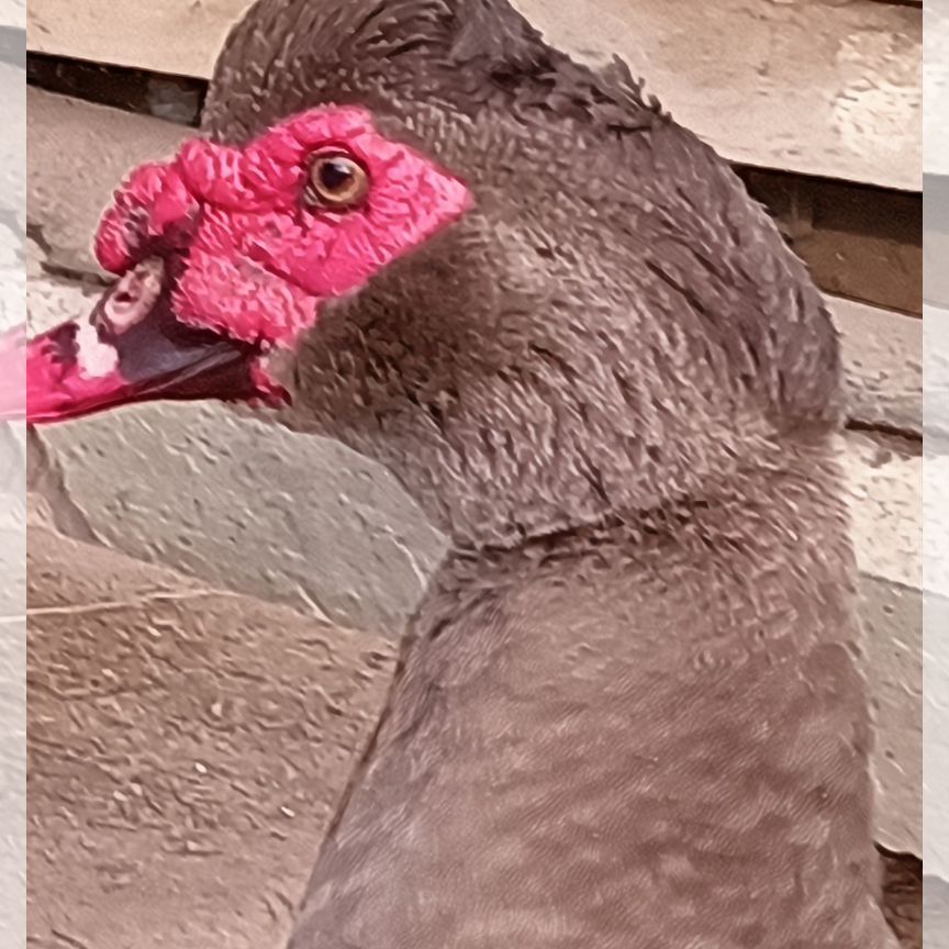 Индоутка мускусная утка, тяжёлая линия