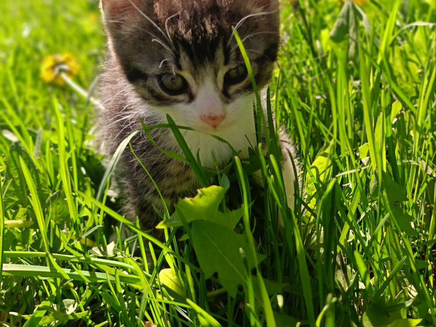 Котенок бесплатно