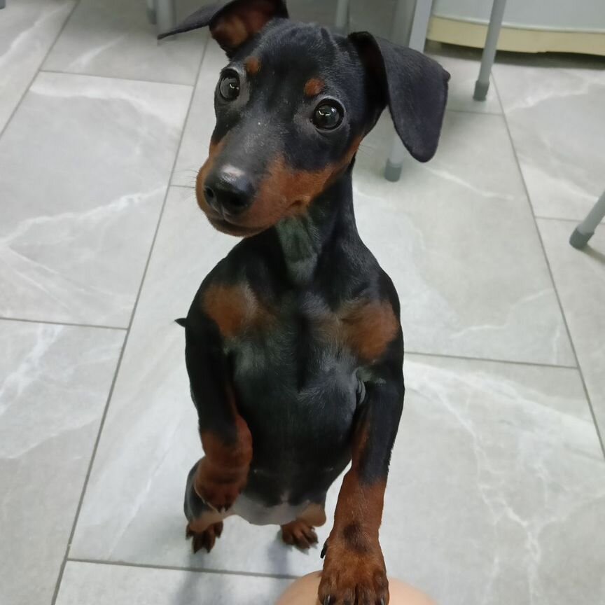 Цвенгпинчер