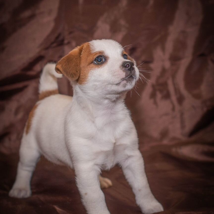 Щенок мальчик Джек Рассел терьер РКФ