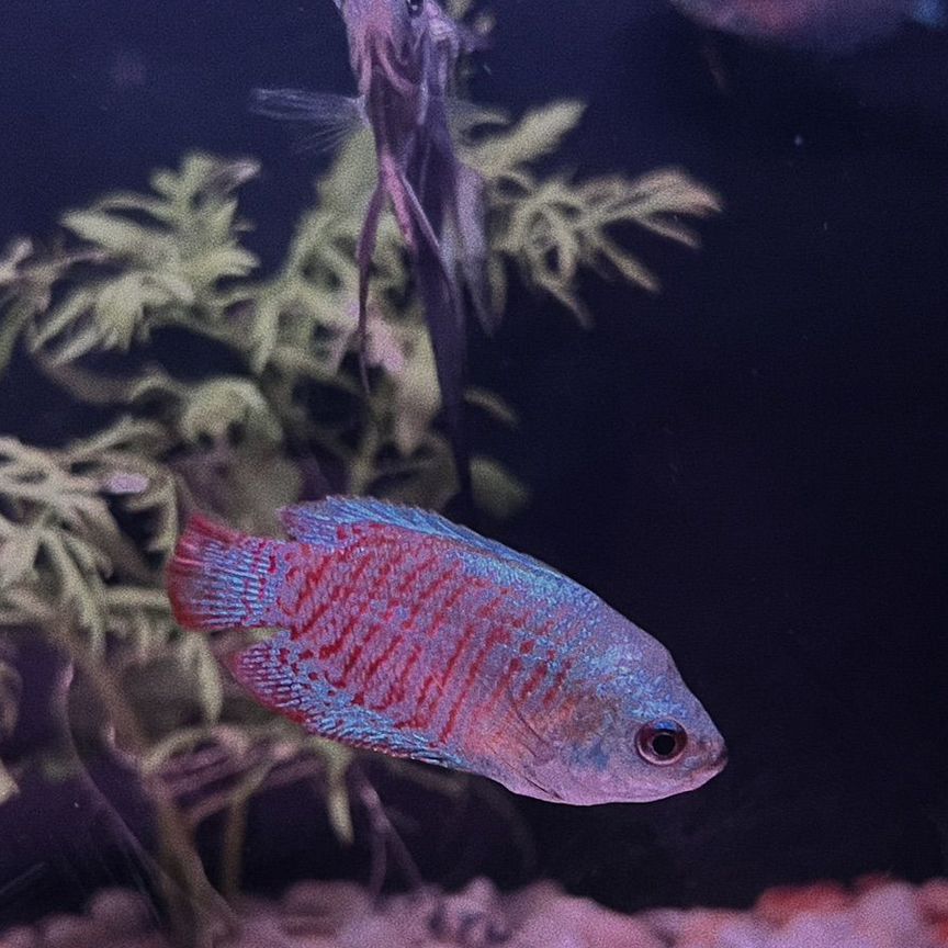 Рыбки Лялиус