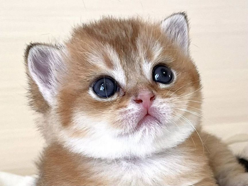 Золотой плюшевый кот Шотландец 1 мес