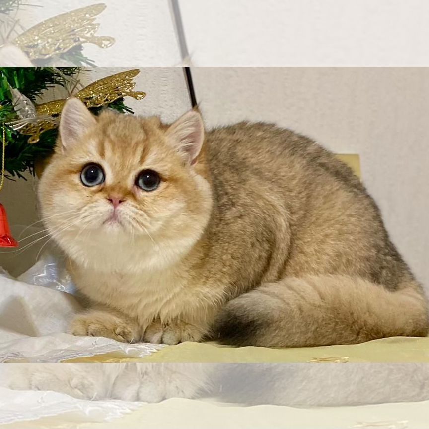 Британский короткошёрстный котёнок