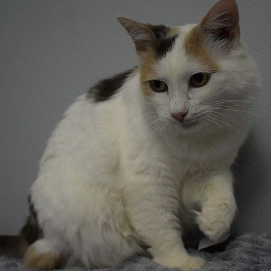 Взрослая, кошка в добрые руки