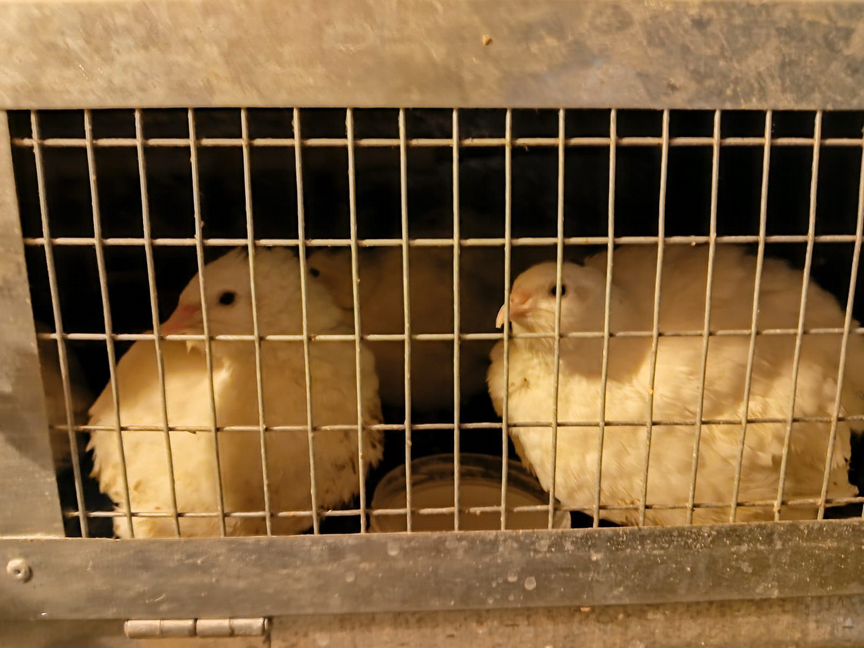 Перепел техасский