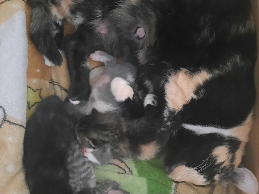 Котята в добрые руки