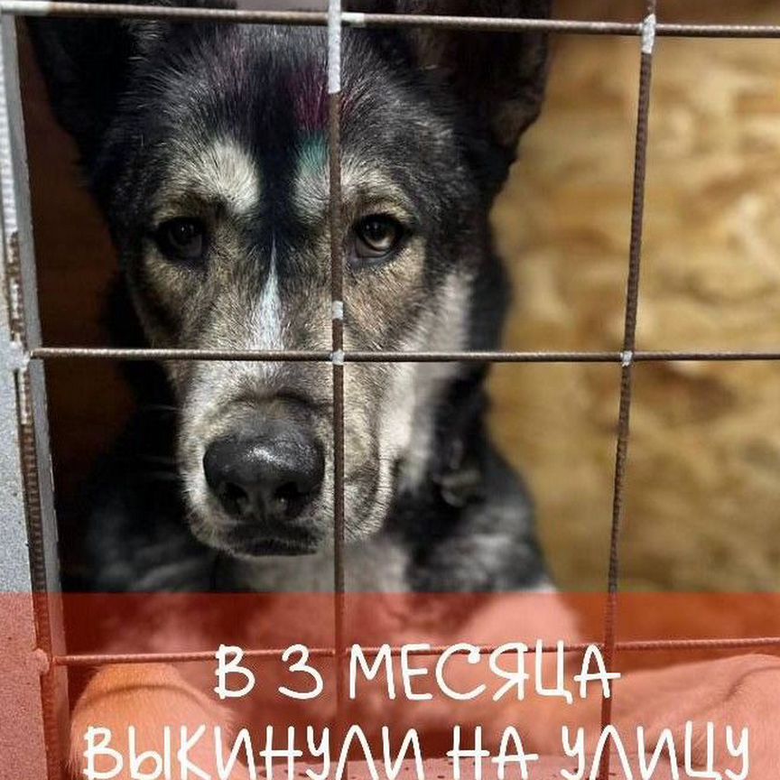 Взрослый пёс в добрые руки