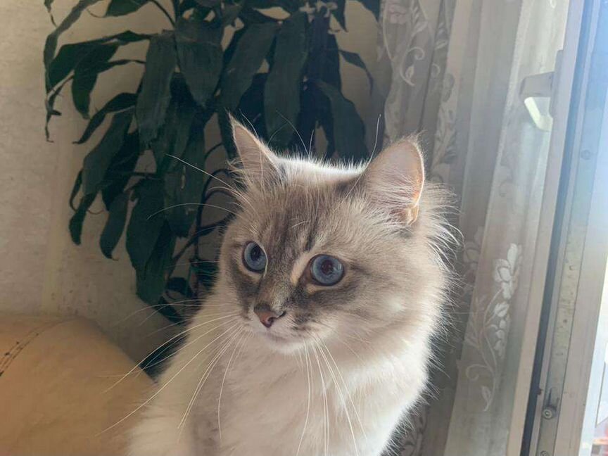 Невская маскарадная