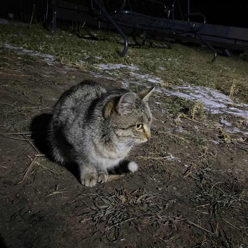 Взрослая, Девочка кошка в добрые руки