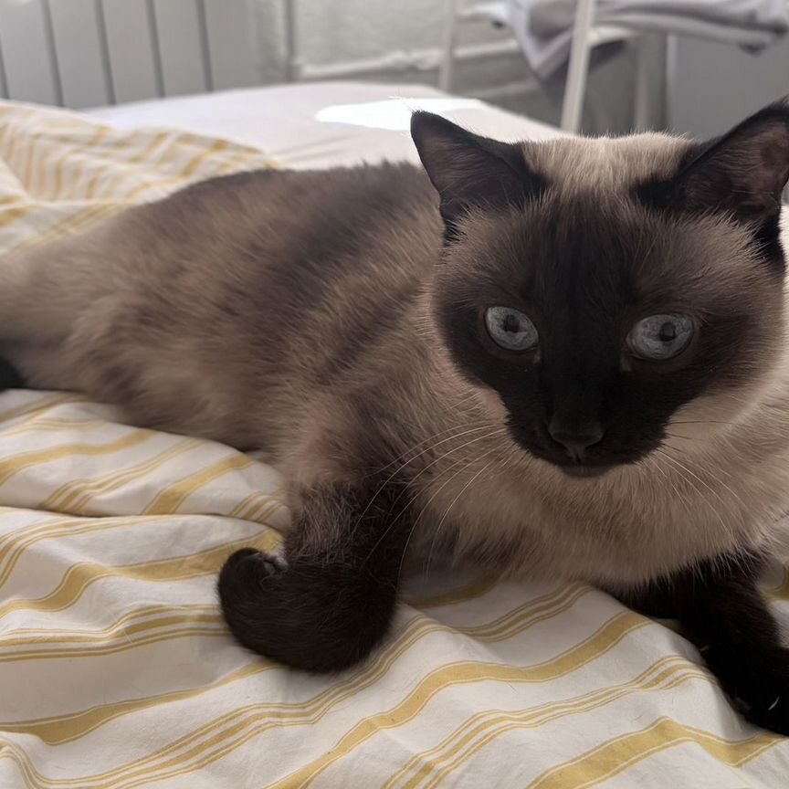 Тайский, взрослый кот