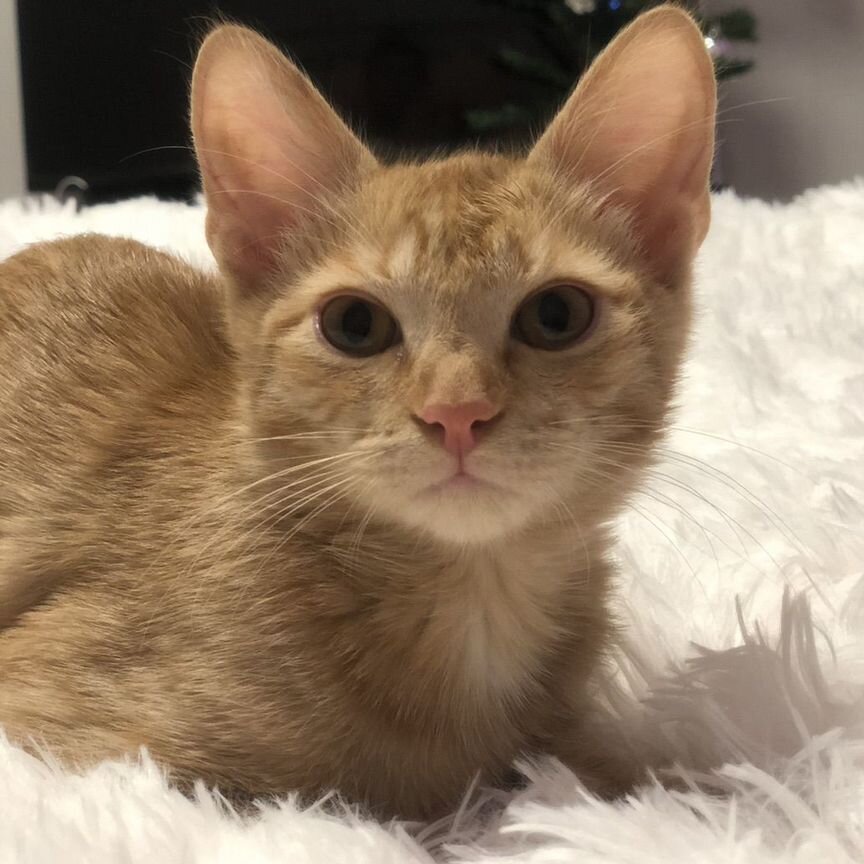 Отдам котейку в самые заботливые руки