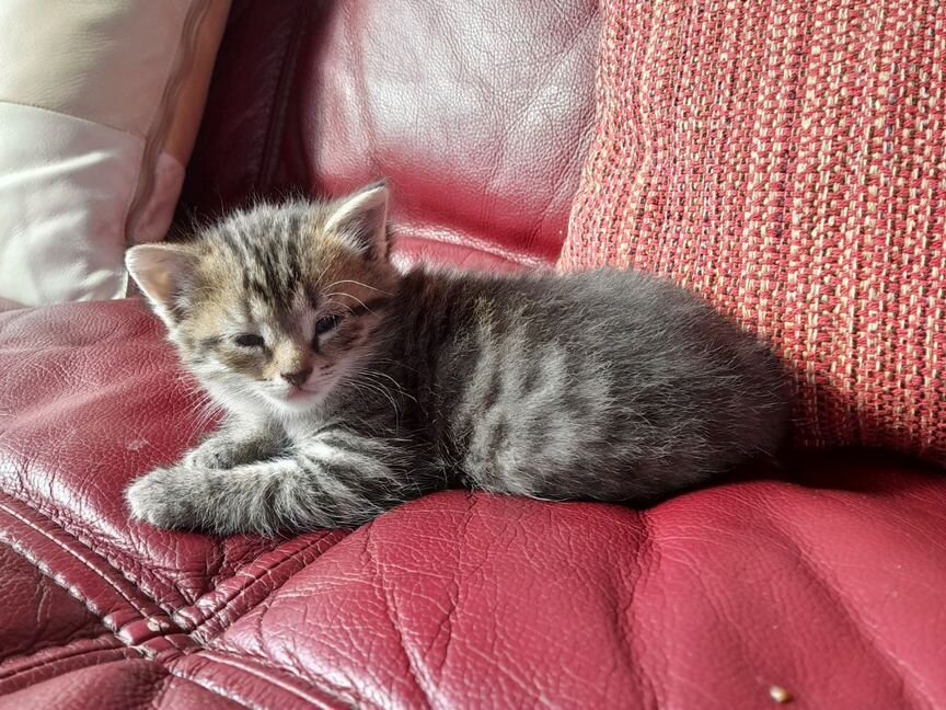 Котенок, девочка, 1 мес отдам в хорошие руки