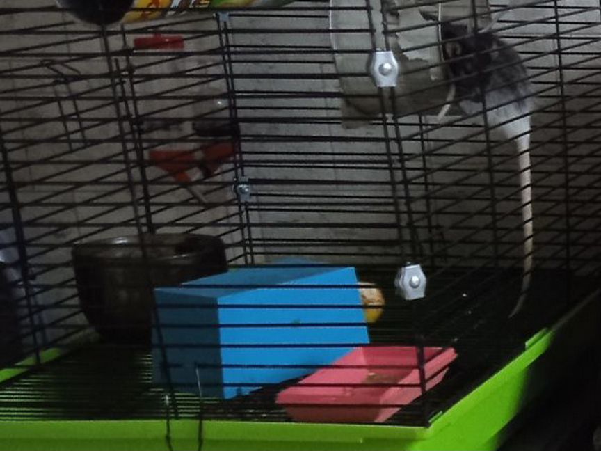 Клетка большая для крыс, шиншилл и крупных хом