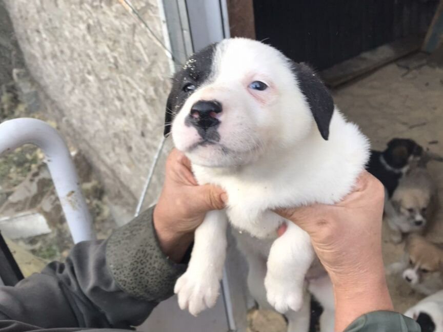 Собака в добрые руки алабай