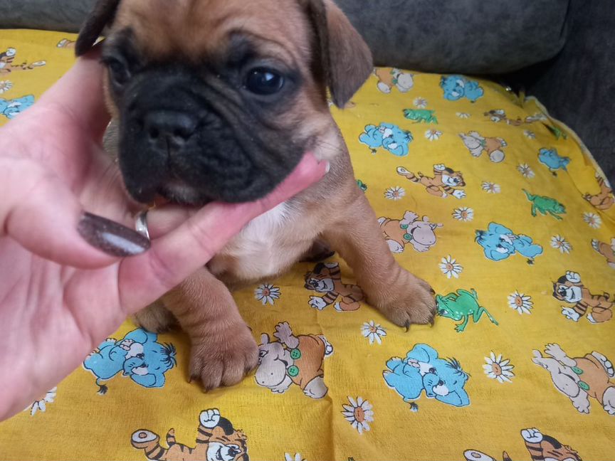 Французский бульдог щенки