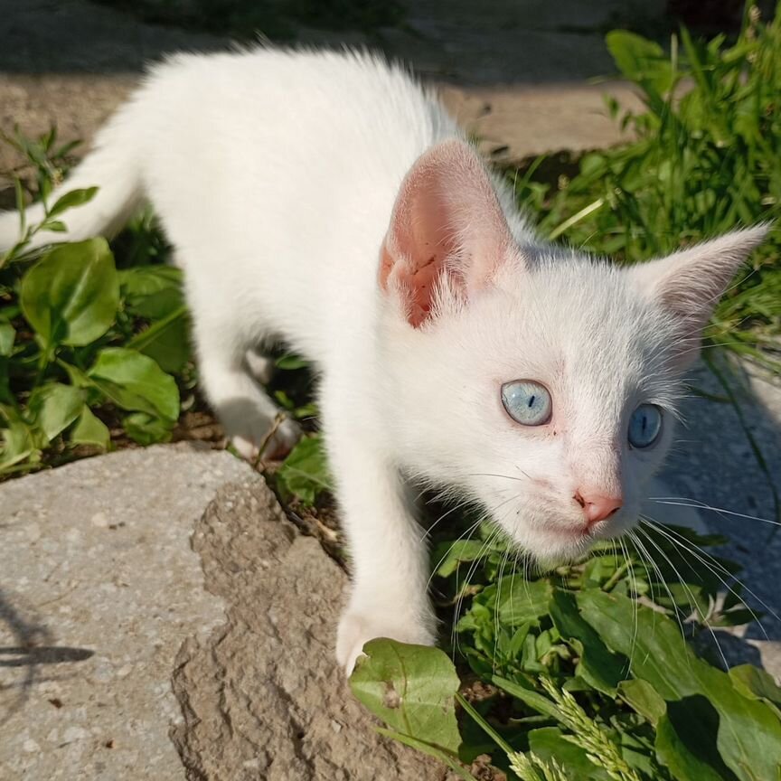 Отдаются 3 озорных котят в добрые руки