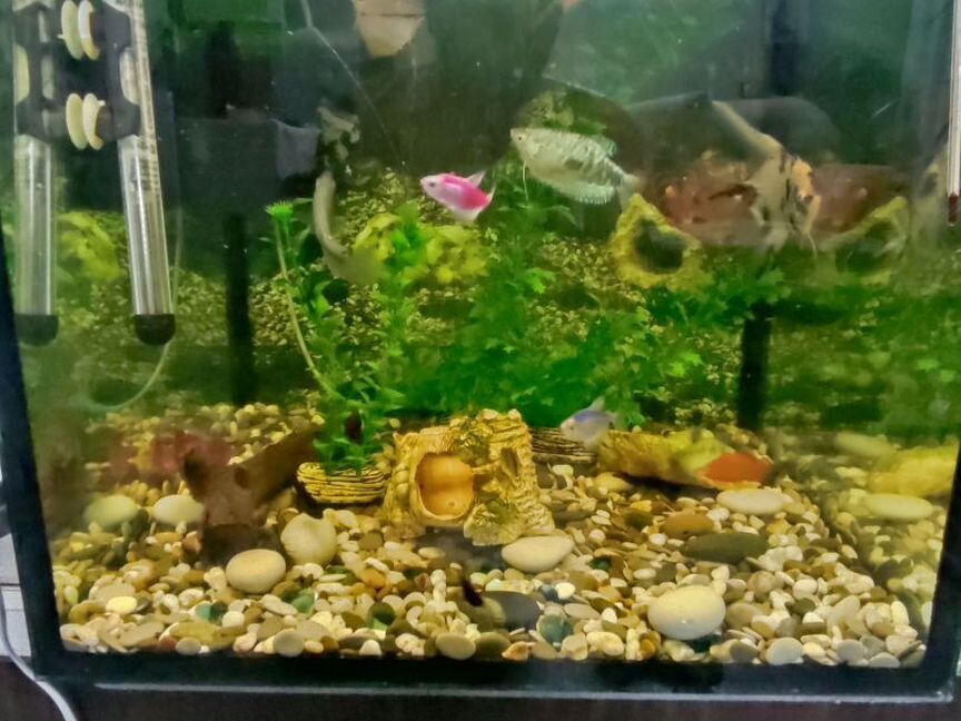 Аквариумные рыбки