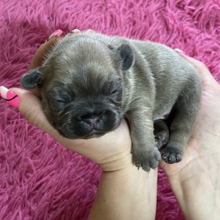 Французский бульдог щенки