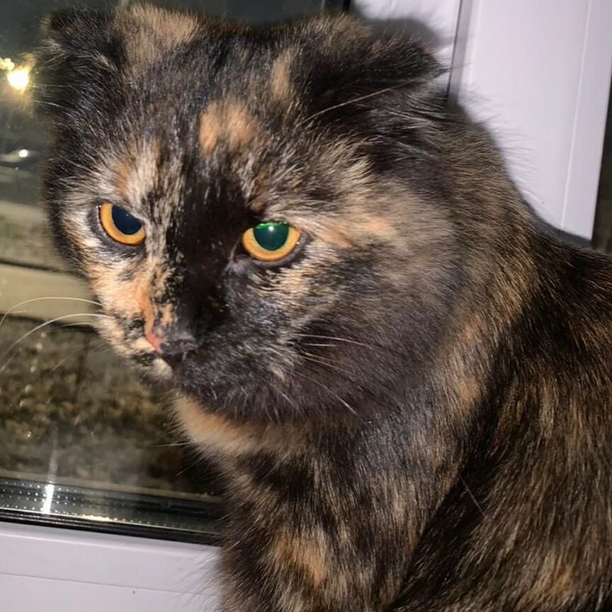 Отдам кошку в добрые руки