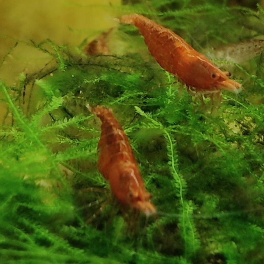 Аквариумные креветки вишня