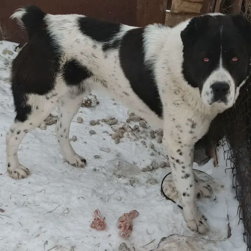 Среднеазиатская овчарка, щенок