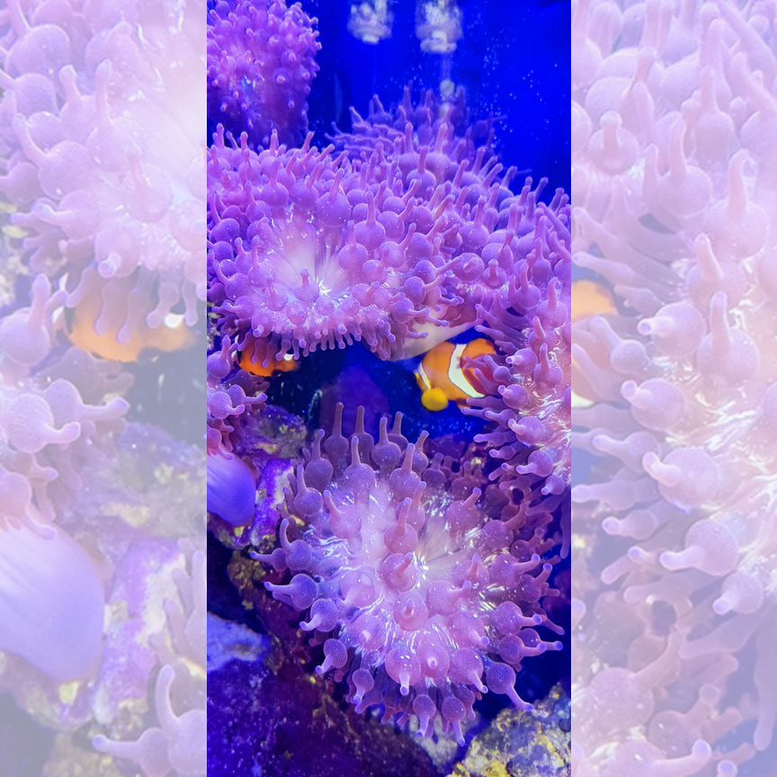 Морские кораллы