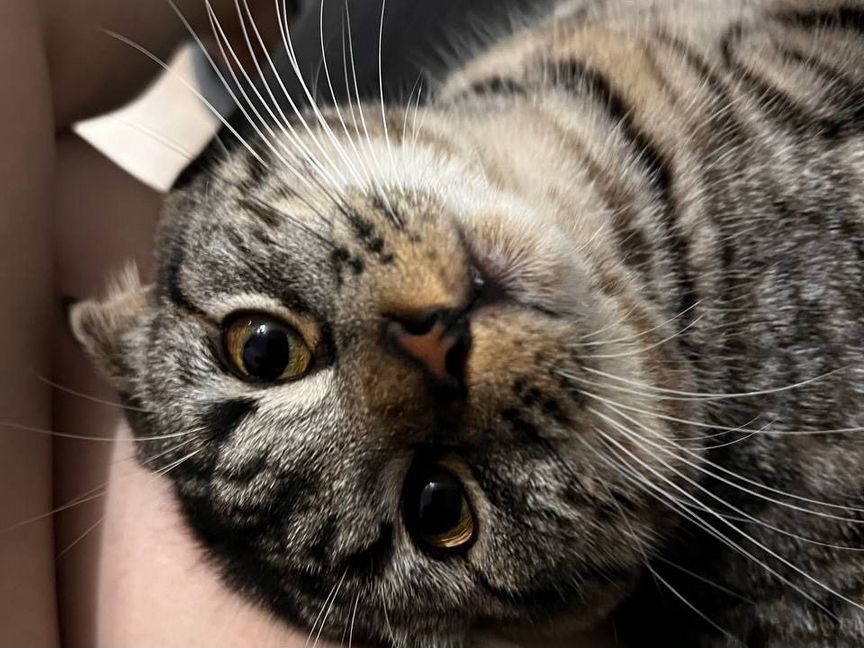 Домашние животные