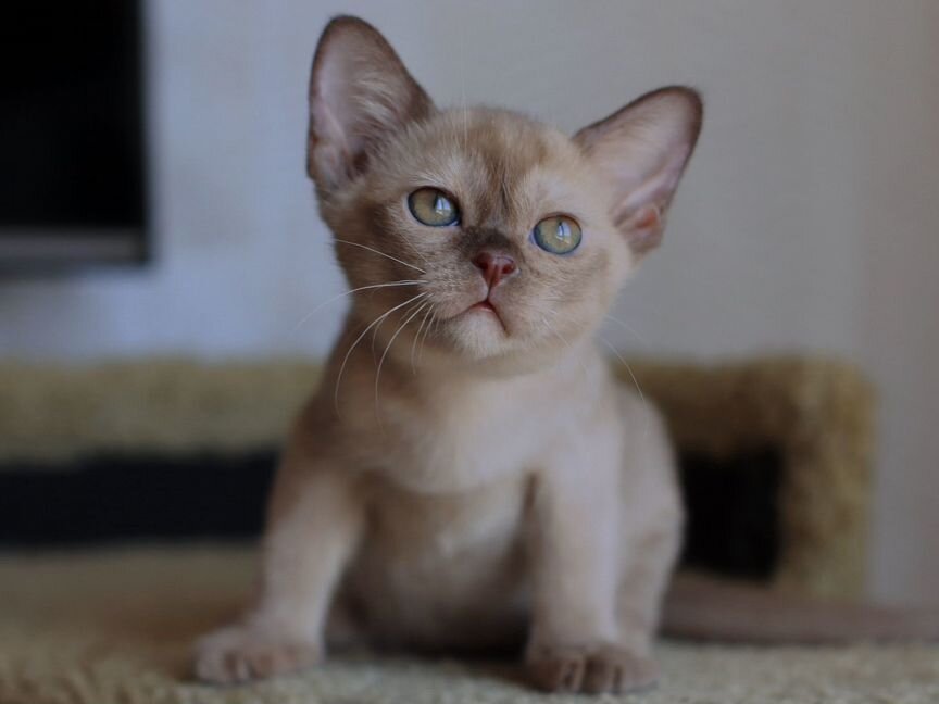 Бурманская девочка