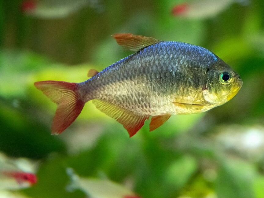 Сапфировая тетра