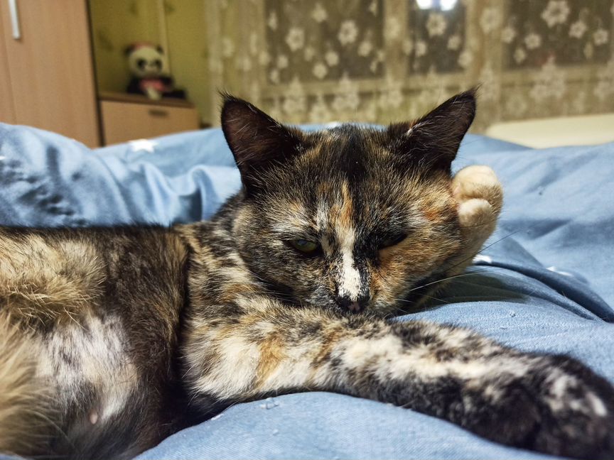 Потерялась кошка