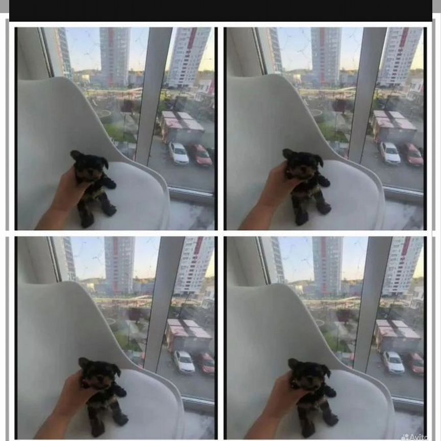 Щенок от частного владельца