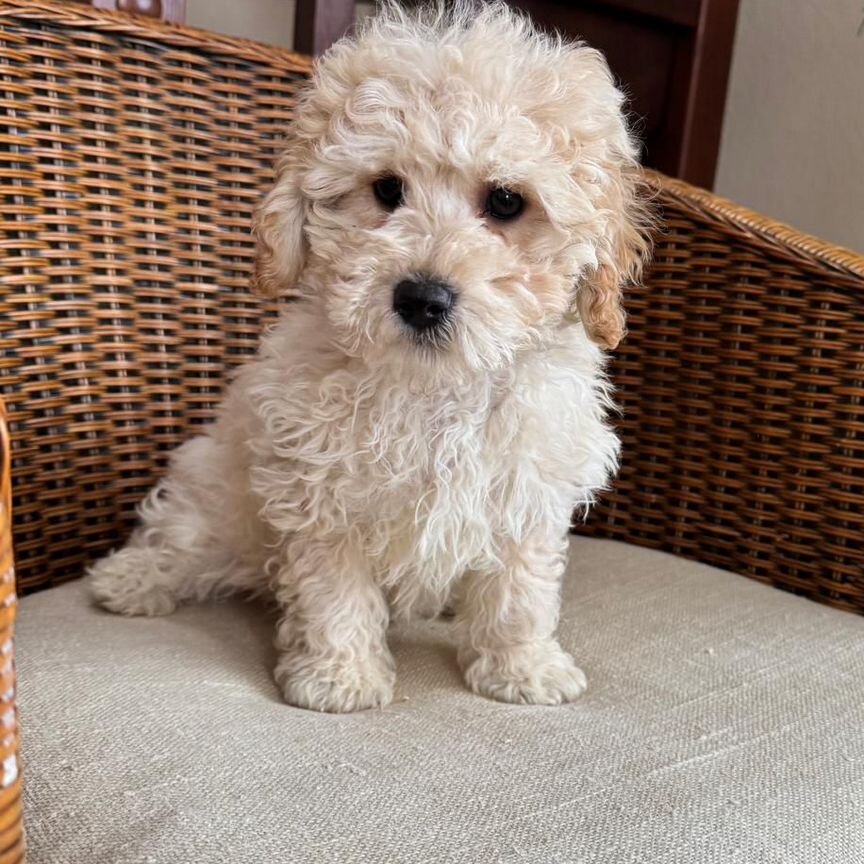 Мальтипу, щенок