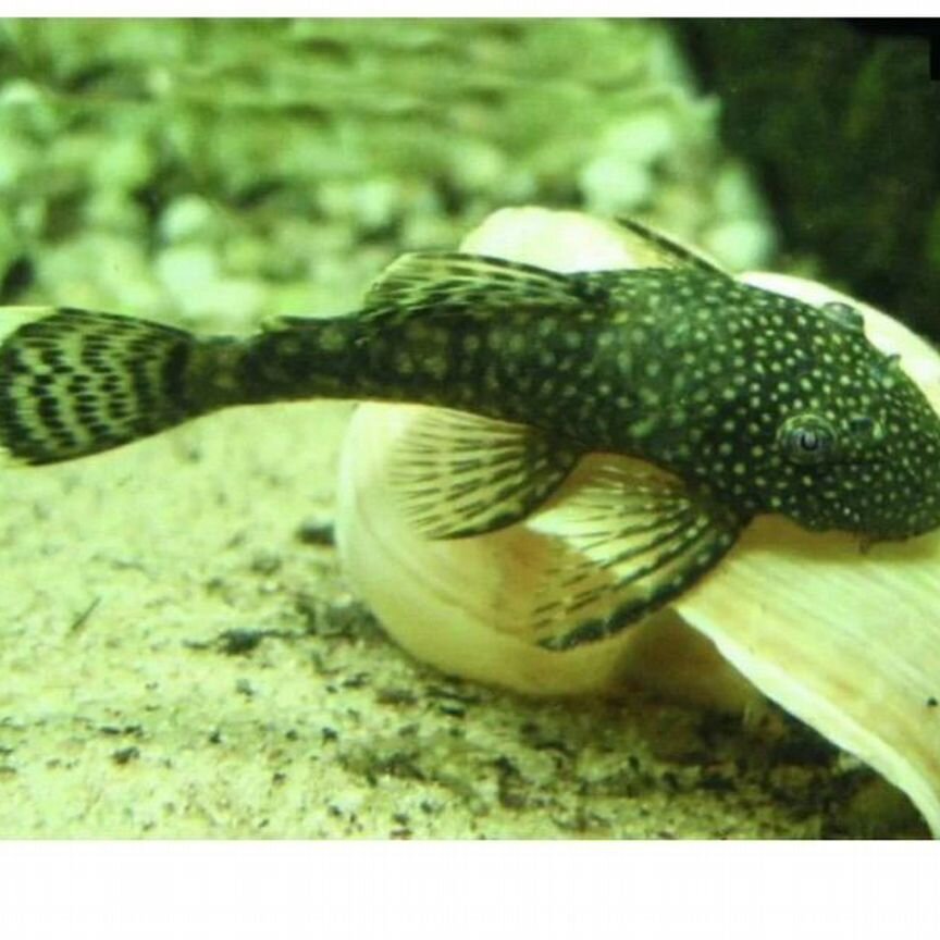 Анциструс оптом(20-25) штук