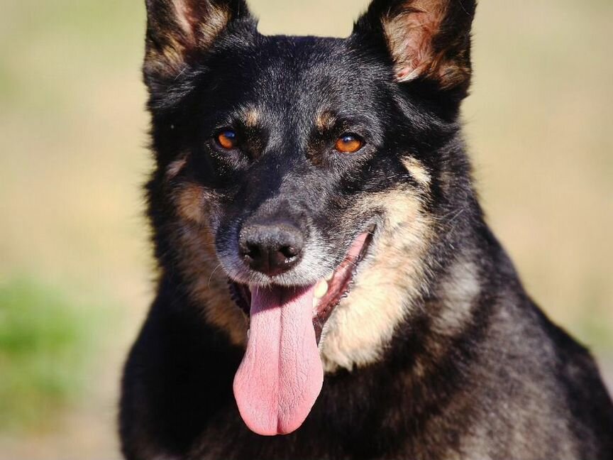 Спокойная Альма из приюта в хорошие руки