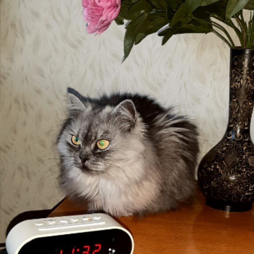 Отдам в добрые руки