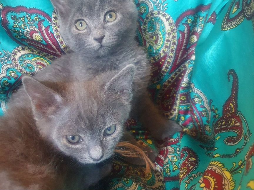 Малыши ищут дом