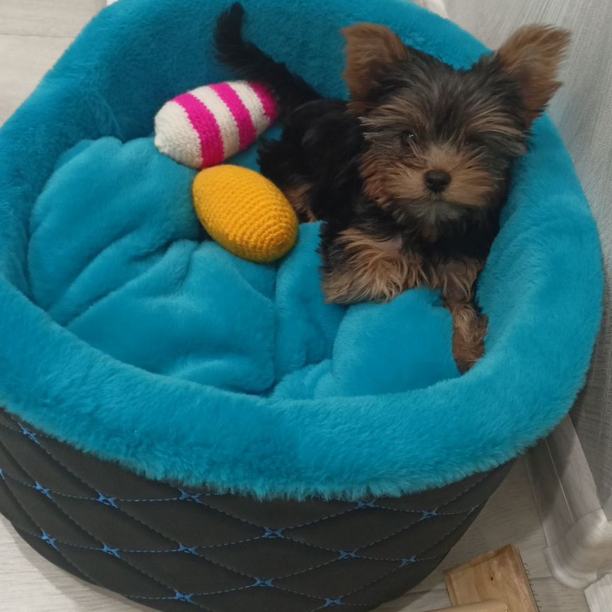 Йоркширский терьер, щенок