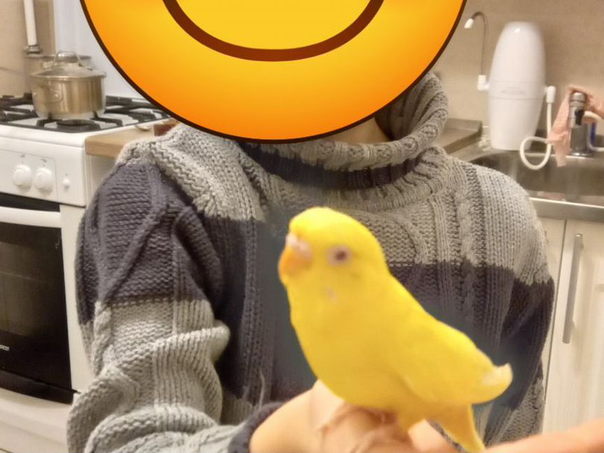 Попугай Даша бесплатно (даром)