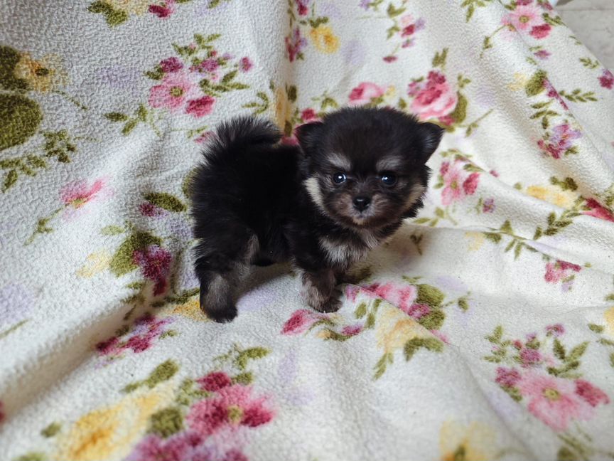 Щенки померанского шпица