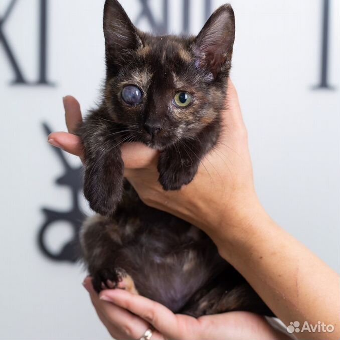 Котенок темно-черепахового окраса
